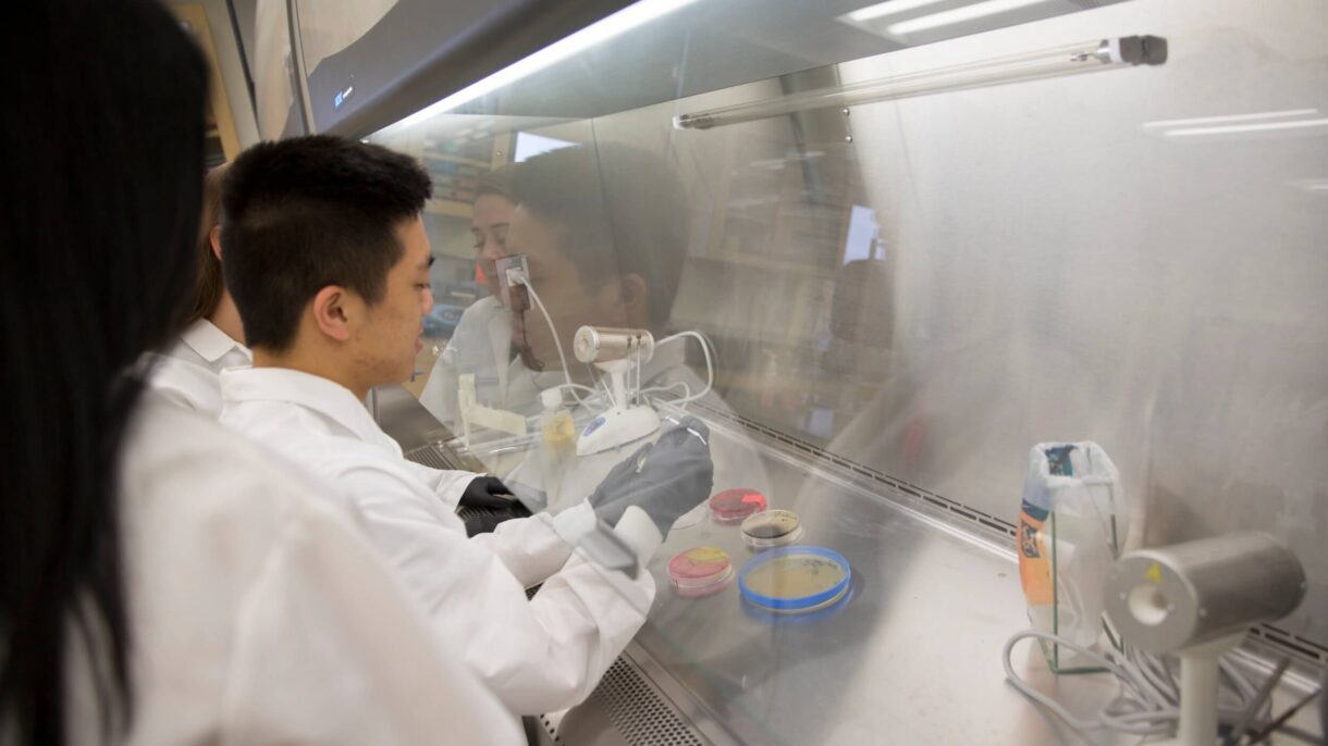 Microbiology BS - Albany College of Pharmacy and Health Sciences